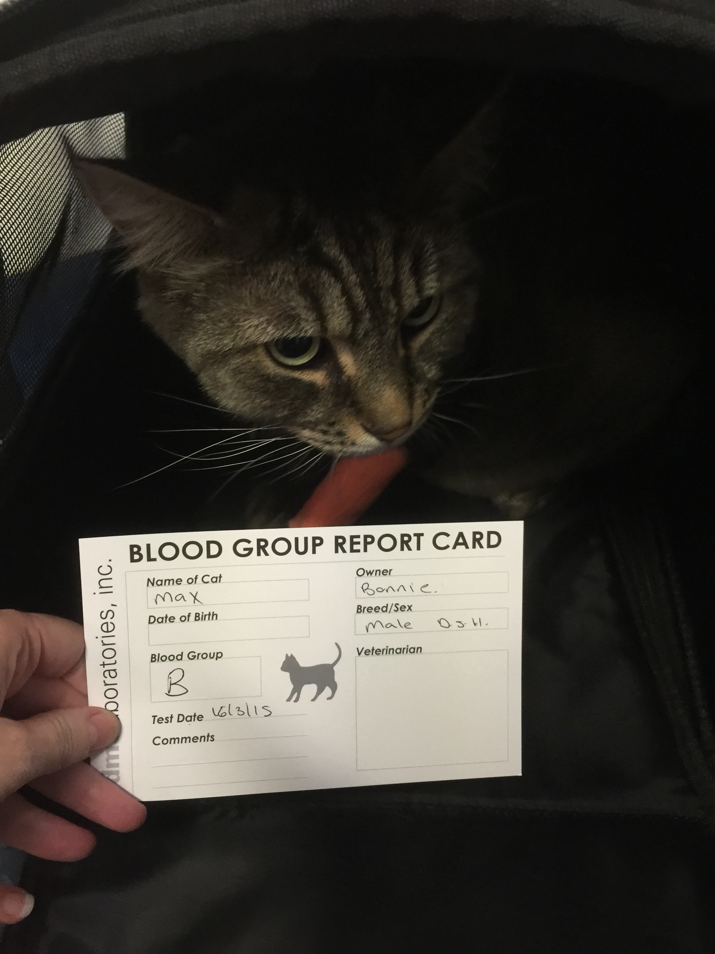 Max blood type card – WellPet Vets