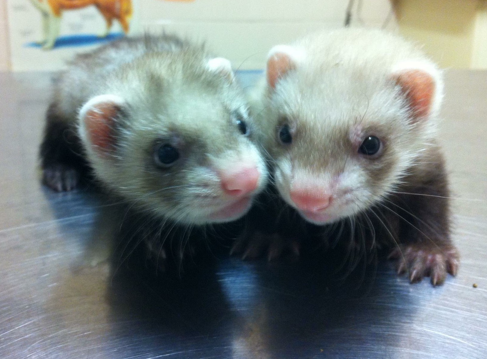 ferret baby – WellPet Vets